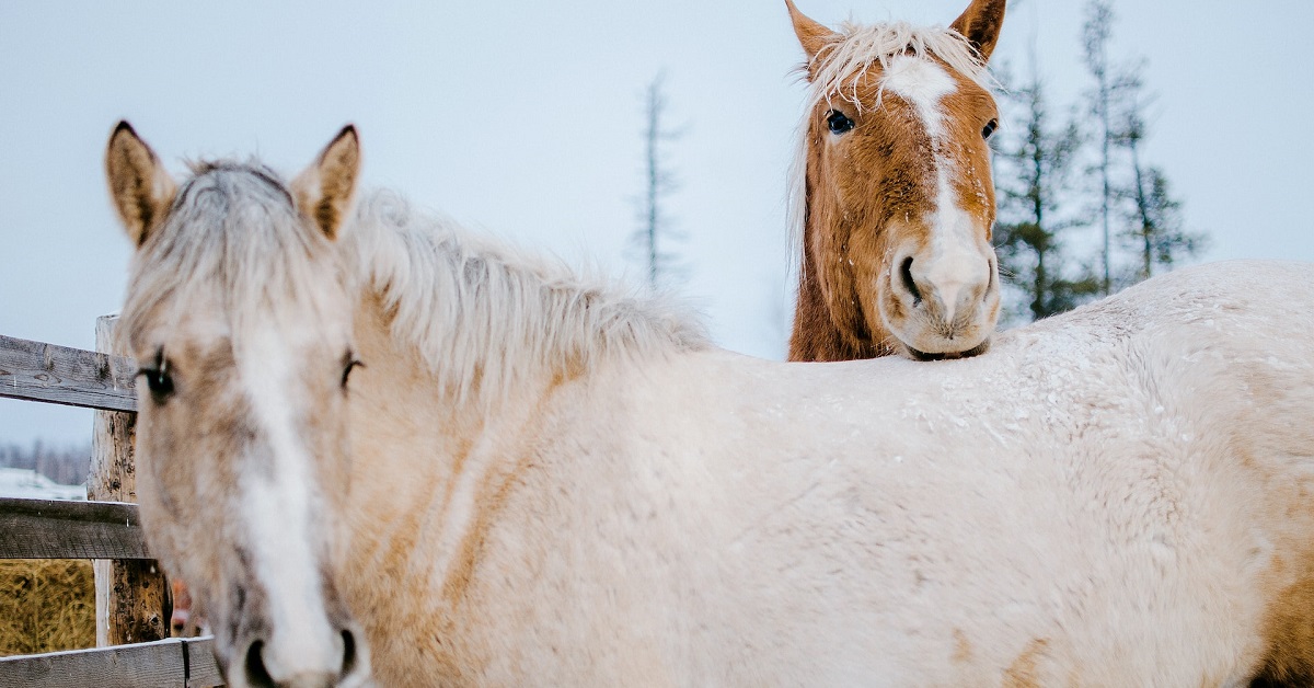 Horse Vitamin Supplements: A Comprehensive Guide | Vet Pharmacy